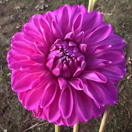 All Dahlia Tubers Archives - Page 2 of 7 - Koala Hill Flower Farm