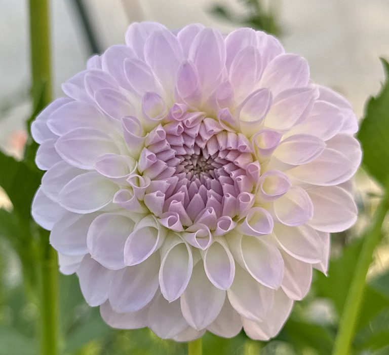 Formby Pride - Koala Hill Flower Farm