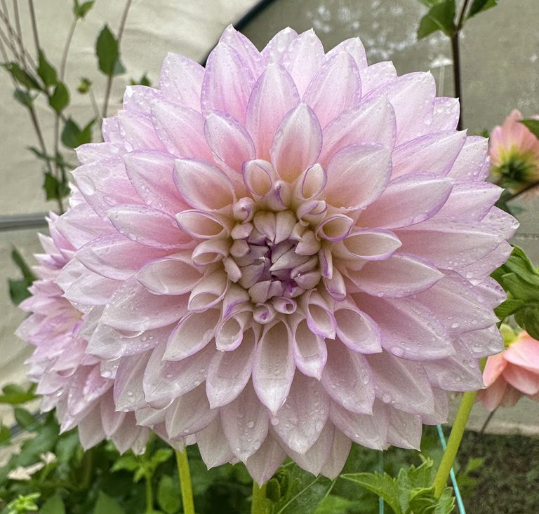 Hayden - Koala Hill Flower Farm