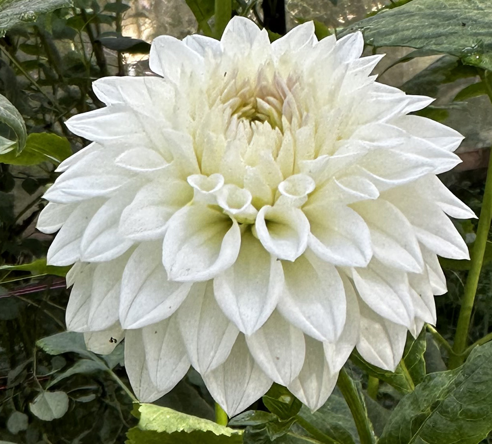 Decorative-Small/Mini Archives - Koala Hill Flower Farm