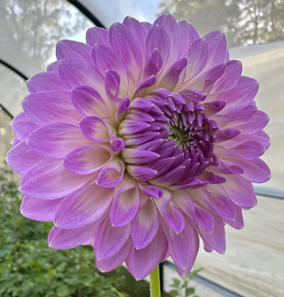 Rokewood Robina - Koala Hill Flower Farm