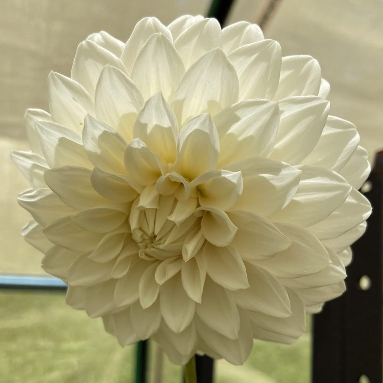 Snow Princess - Koala Hill Flower Farm