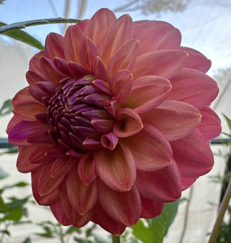 Decorative Medium Dahlia Tuber - Sunny Rose - Koala Hill Flower Farm