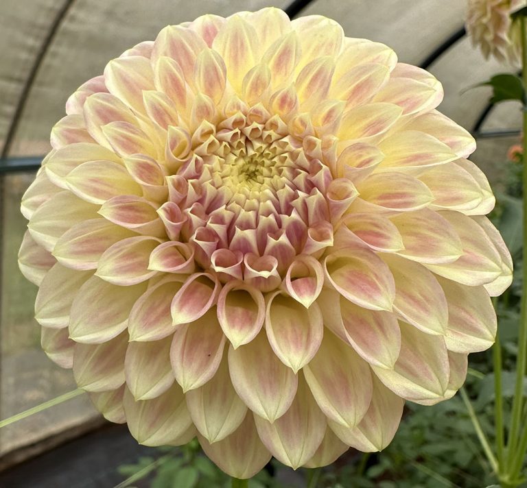 Coorabell Astrid - Koala Hill Flower Farm