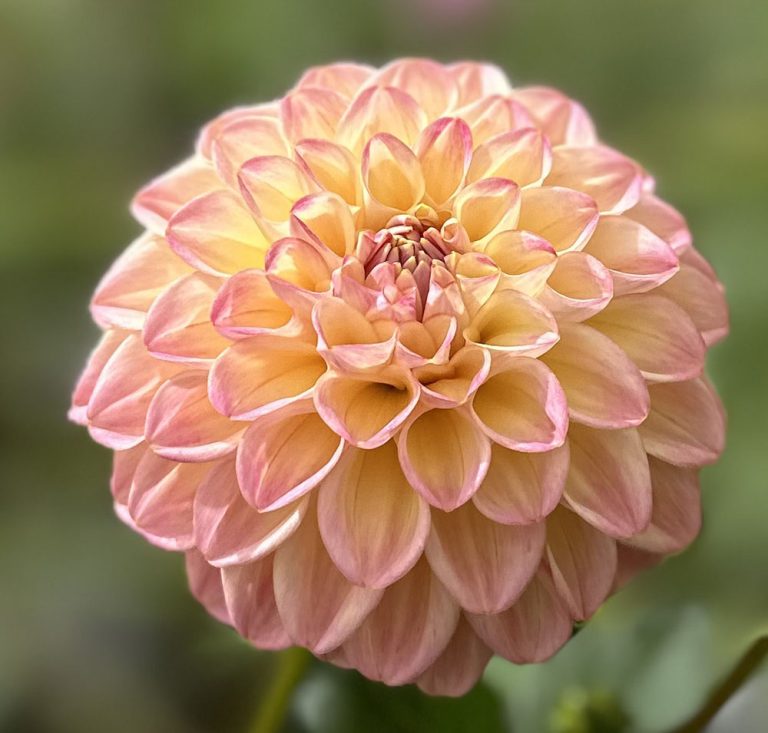 Florelie Harmony - Koala Hill Flower Farm