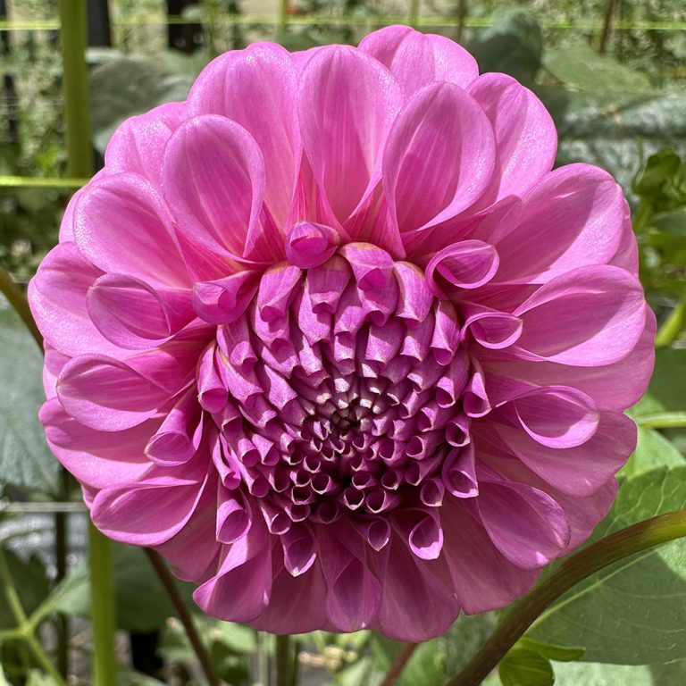 Glenmarc Connie - Koala Hill Flower Farm