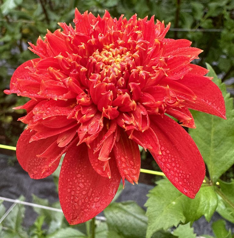 Russett - Koala Hill Flower Farm