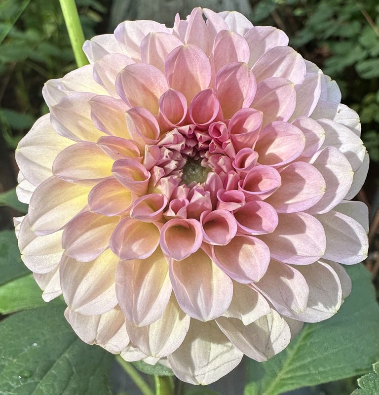 Salmon Joy - Koala Hill Flower Farm