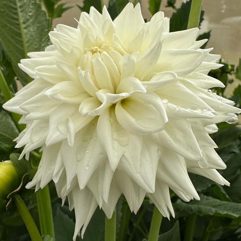Angela - Koala Hill Flower Farm