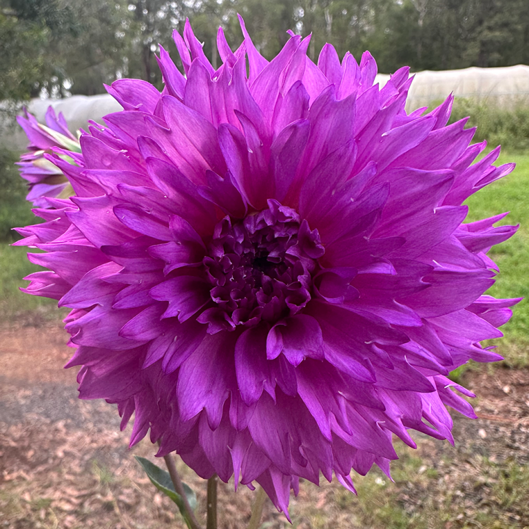 CMC Blue - Koala Hill Flower Farm