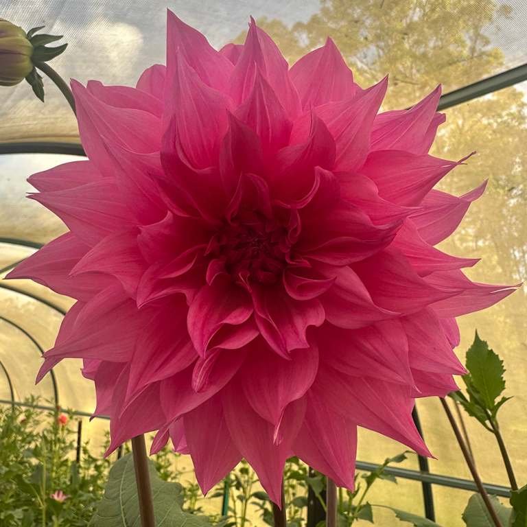 Carlos Hot Pink - Koala Hill Flower Farm