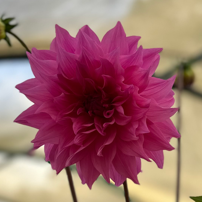 Carlos Hot Pink - Koala Hill Flower Farm