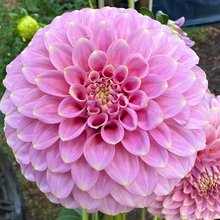 Florelie Oracle - Koala Hill Flower Farm