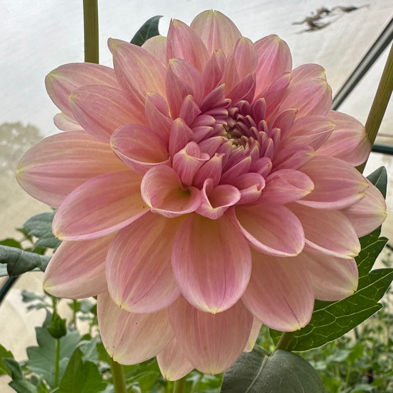 Sandy - Koala Hill Flower Farm