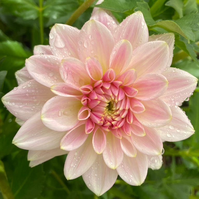 Sandy - Koala Hill Flower Farm