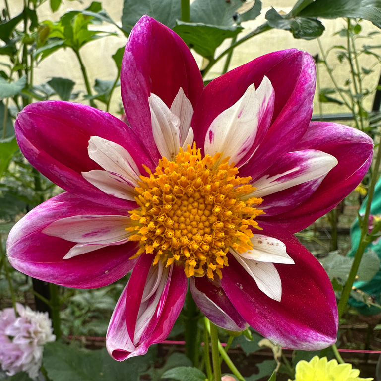 Velvet Eyes - Koala Hill Flower Farm
