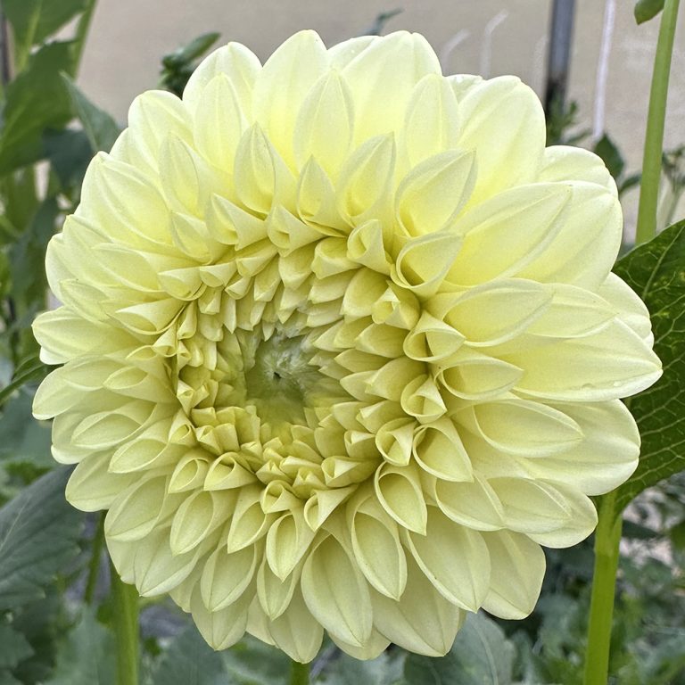 Coorabell Texas - Koala Hill Flower Farm
