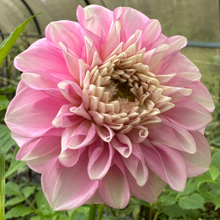 Gosia Libby - Koala Hill Flower Farm